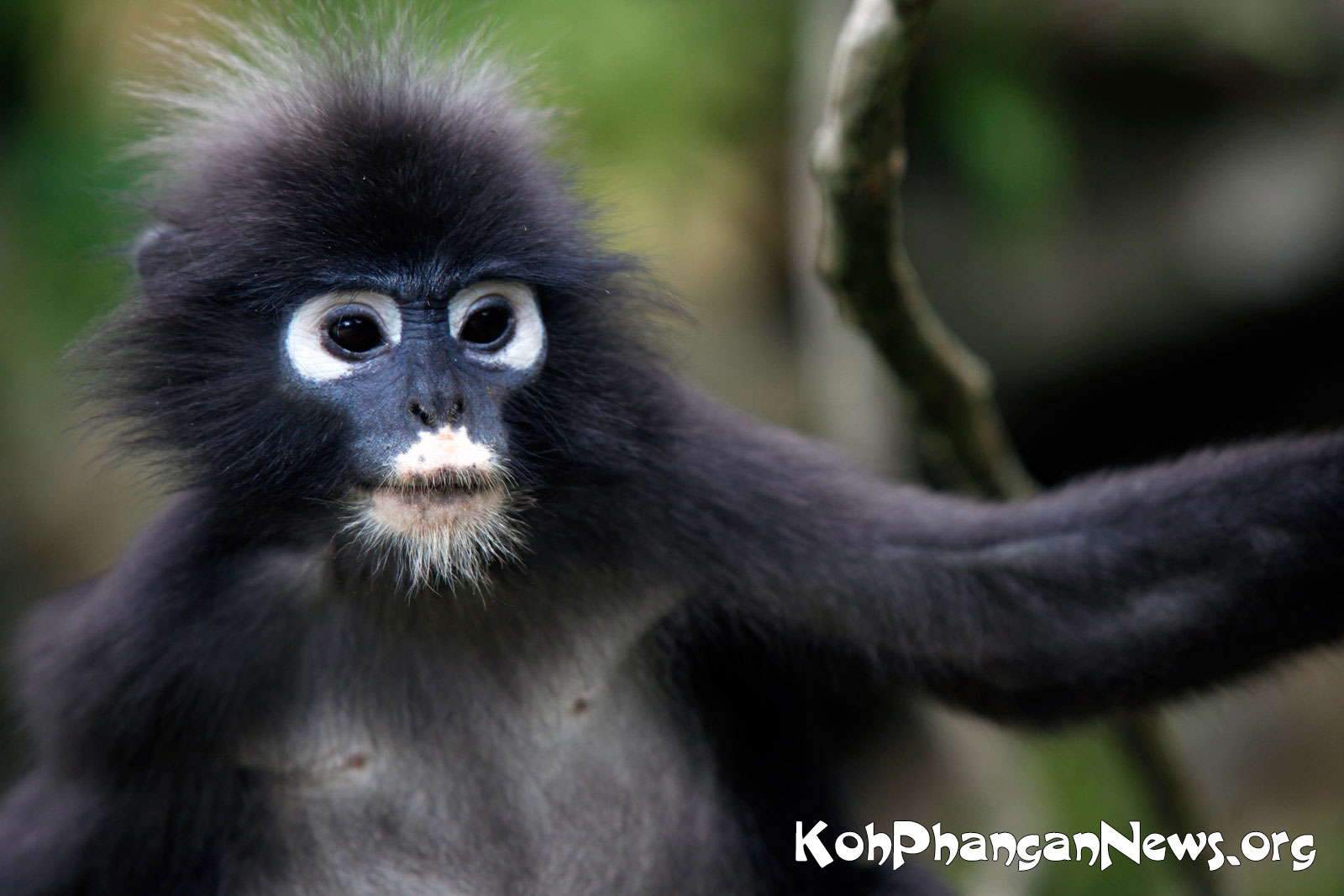 Koh Phangan Monkey apologizies! - Koh Phangan Island News
